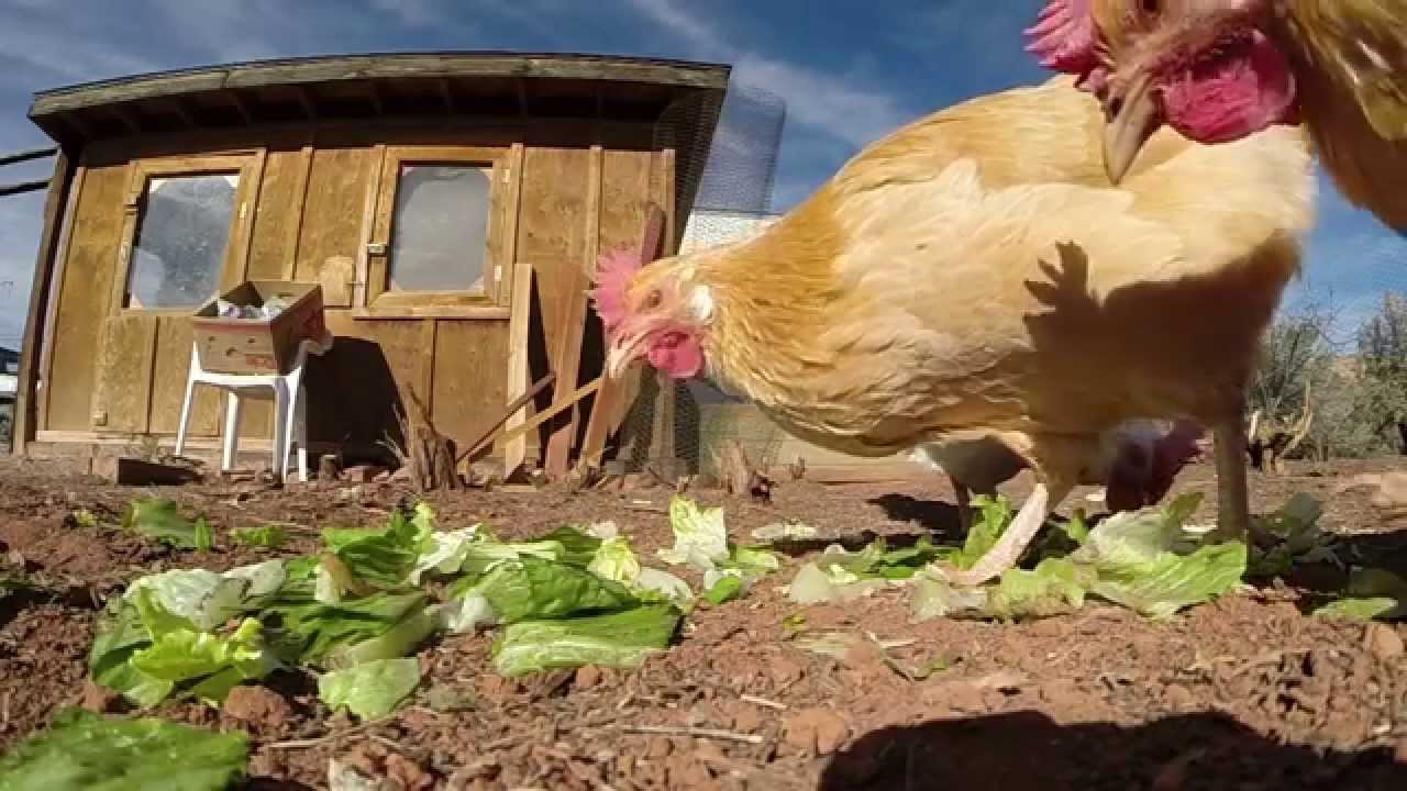 Ed's Chickens - YouTube
