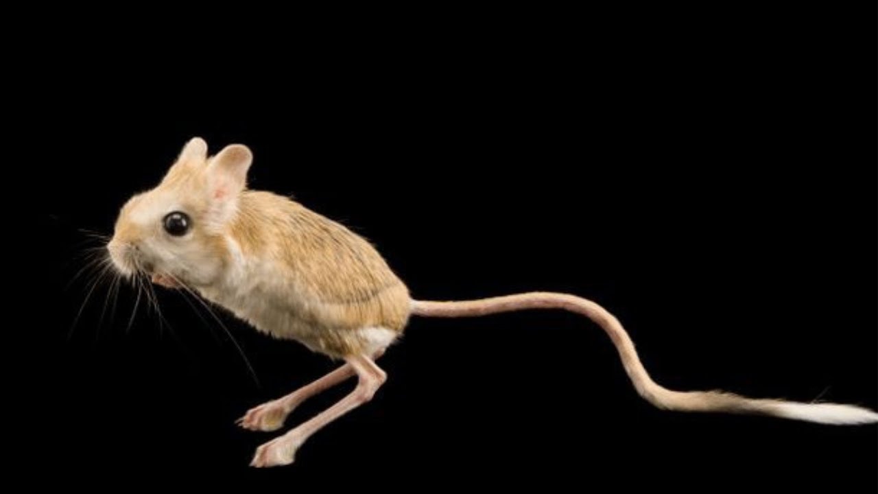 "watch how this Jerboa with never-before-seen Facts & mind-blowing ...