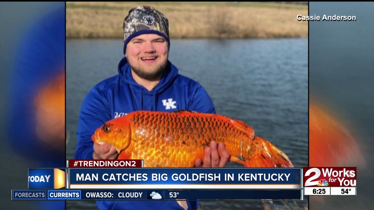 Giant Goldfish Caught In Lake