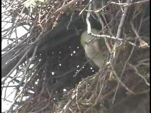 Monk Parakeets at nest in New York - YouTube