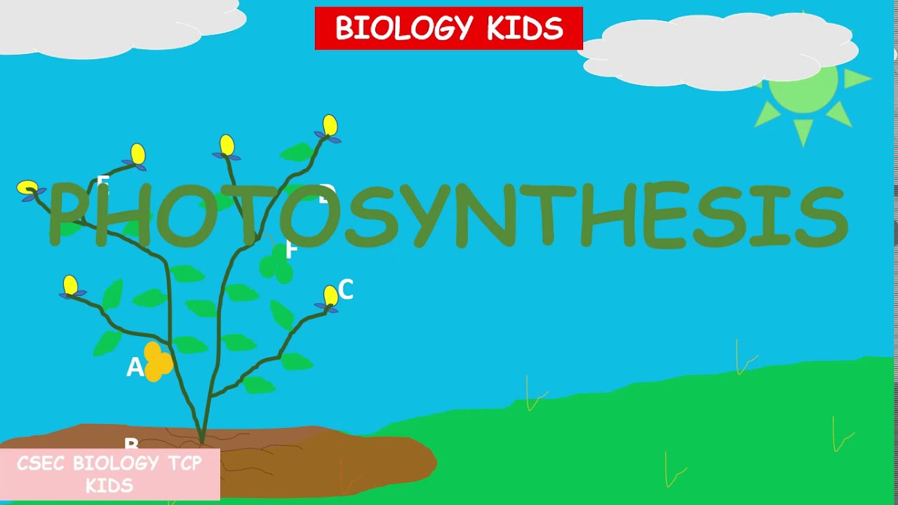 Photosynthesis for class 7 | photosynthesis for grade 7 | CSEC Biology ...