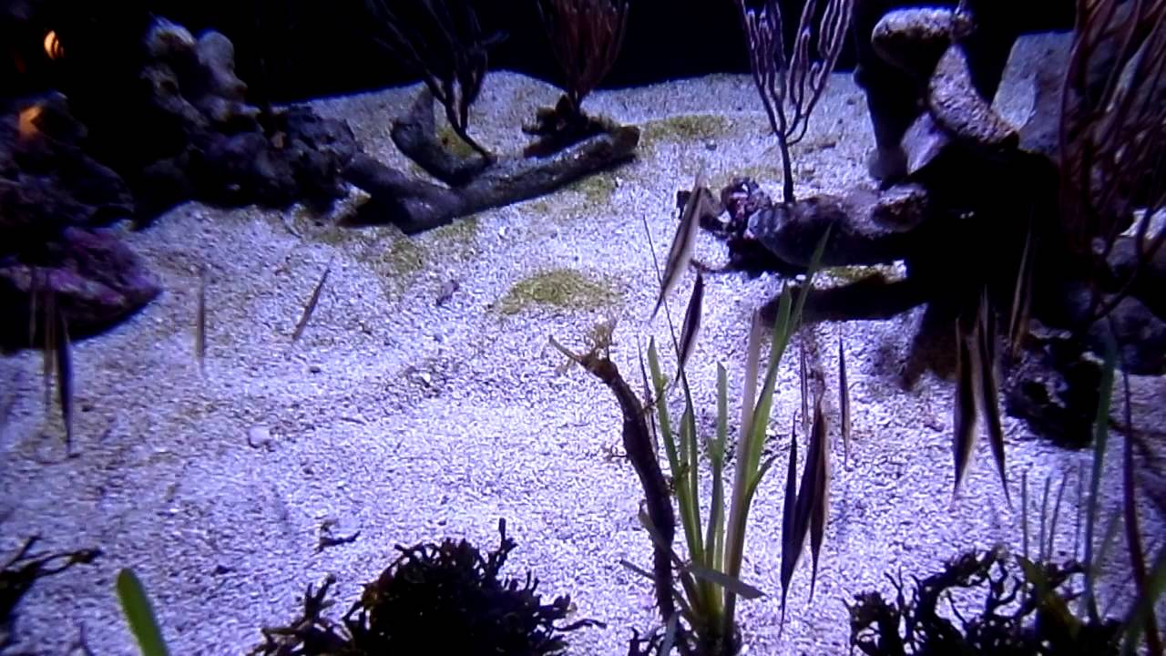 Dancing fish - YouTube