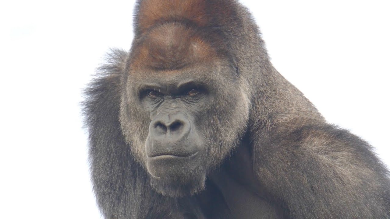 Superstar Silverback receives cheers from the crowd from the top ...