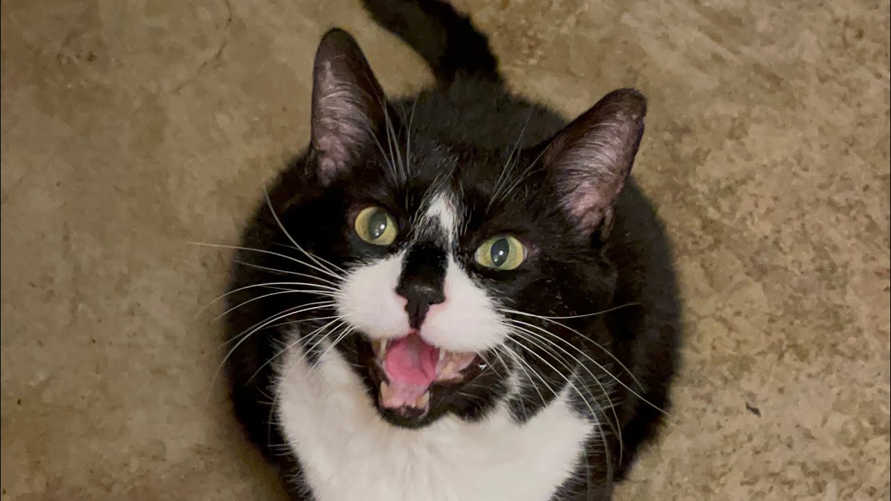 Kitty Cat Meowing Loudly At Camera Looking Extremely Cute! 😻😻😻😻😻 - YouTube