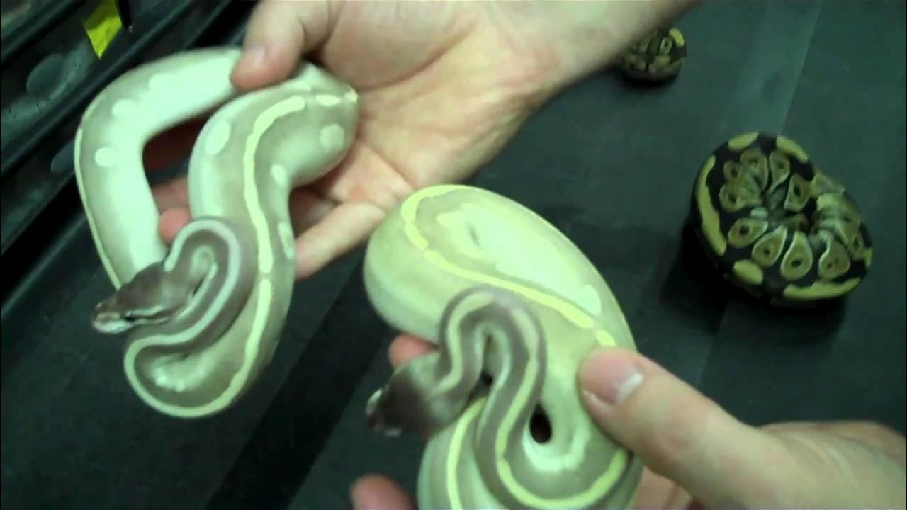 Mystic Potion - ROCK STAR ball python - A must see clip! - YouTube