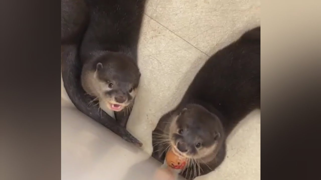 Hungry Otters asking for snacks 🥰🦦🦦😋|Cute Otter - YouTube
