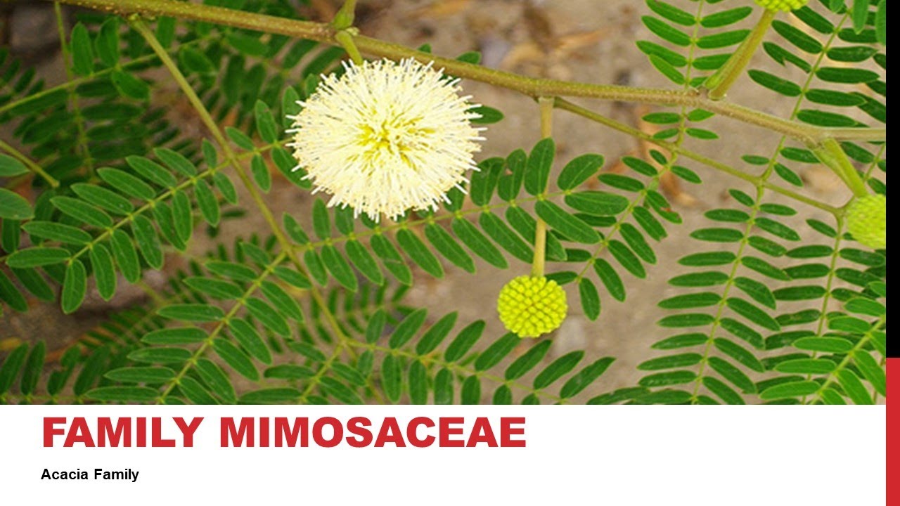 11 Biology - Chapter 09 - Lecture 25 - Class Angiospermae - Family ...