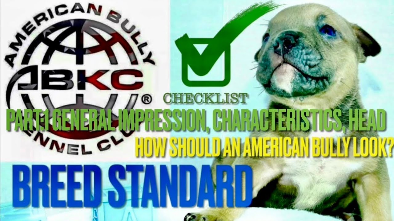 ABKC Breed Standard Pt 1 | How Should An American Bully Look ...