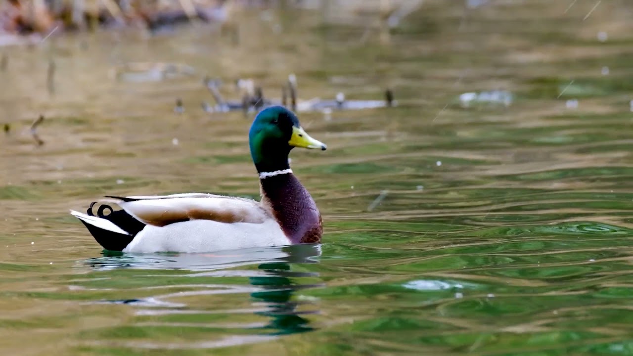No Copyright Videos - Duck - Beautiful Video Footage of Duck in a Lake ...