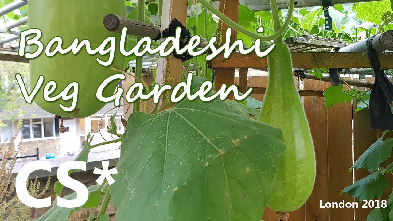 Bangladeshi vegetable garden - YouTube