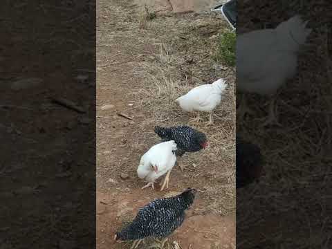 Sadece 10 saniye süren kardeş kavgası #Shorts