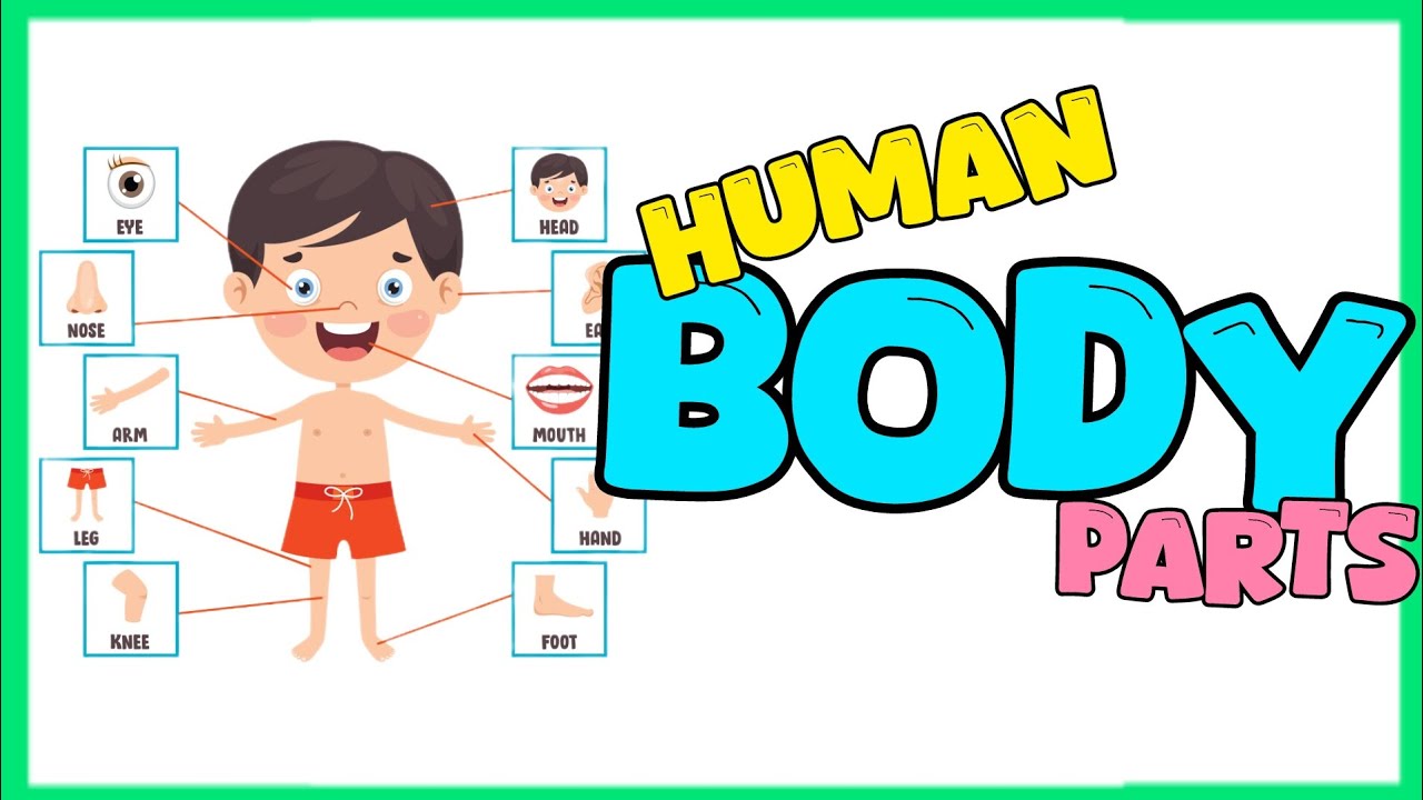 Parts of Body | Human Body | Internal & External Organs - YouTube