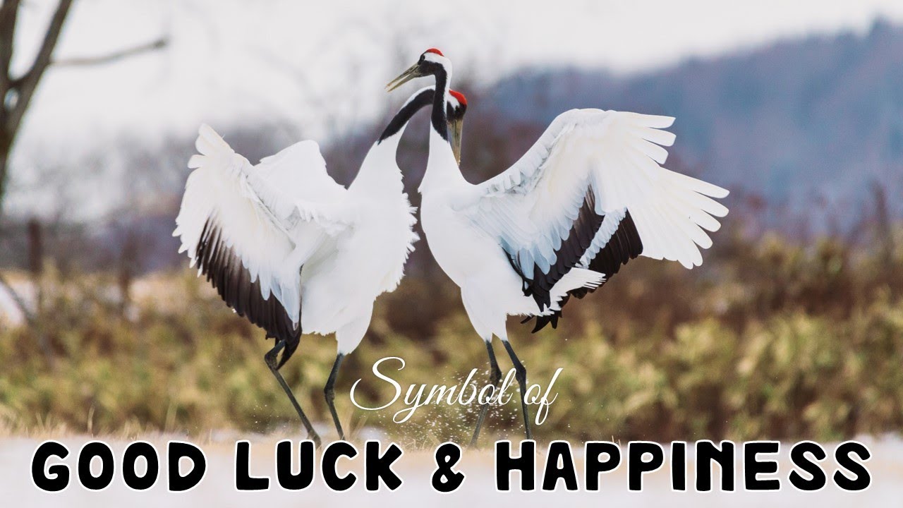 Red-crowned Crane: An Iconic Bird with Eccentric Dance Moves - YouTube