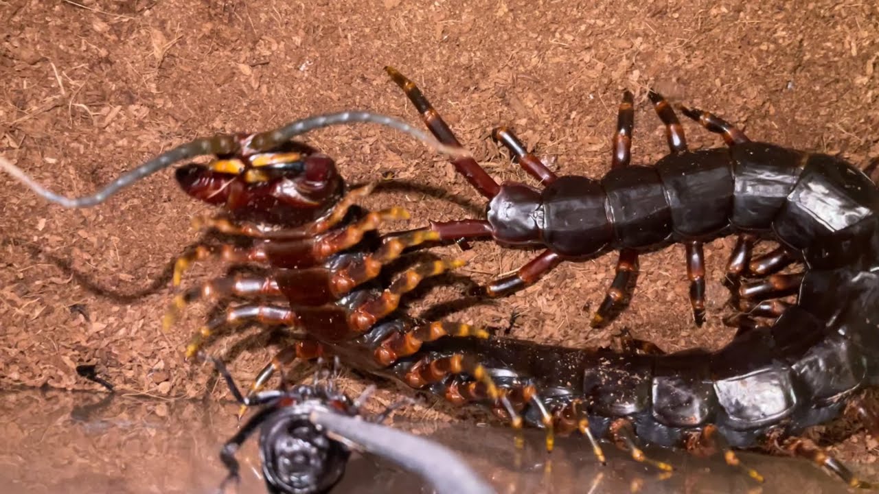 Venezuelan giant centipede (Scolopendra gigantea black morph) - YouTube