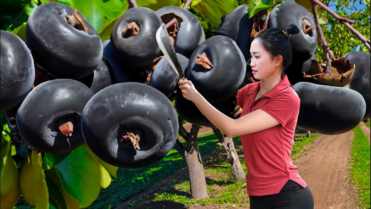 3 Days Harvesting Forest Fruit | Harvest the Queen of the Night and go ...