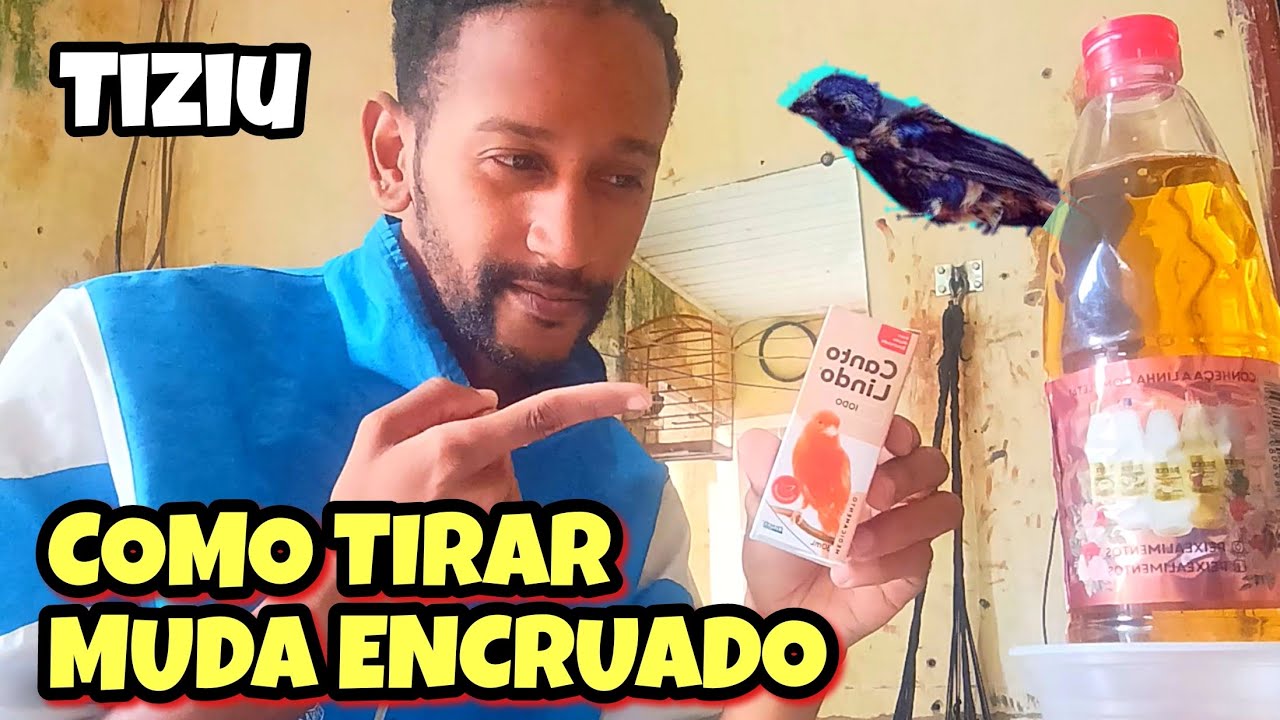 COMO TIRAR MUDA ENCRUADA DO TIZIU | MUDA ENCRUADA| COMO CRESCER PENAS ...