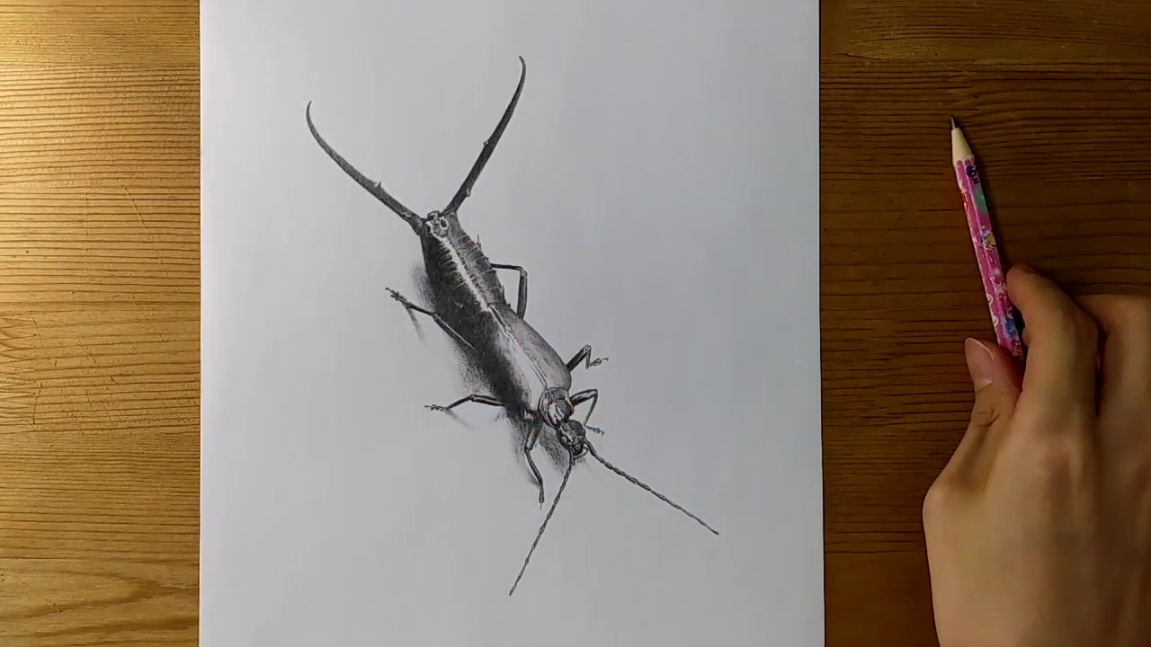 연필그림 - 집게벌레 pencil drawing - an earwig - YouTube