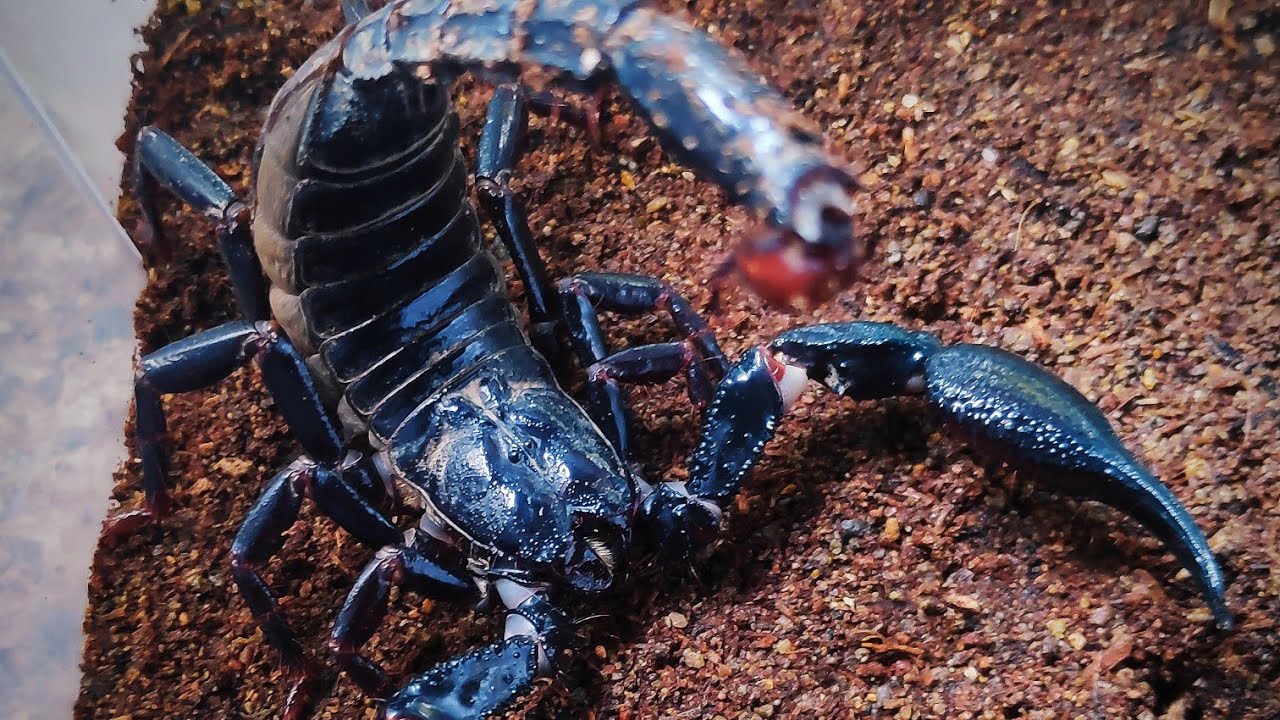feeding some of my Heterometrus Longimanus (asian forest scorpion ...