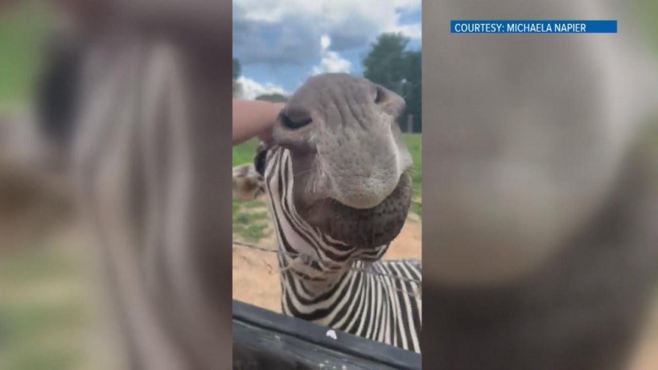 'This Is How I'm Going to Die!' Zebra Attacks Selfie Taker - YouTube