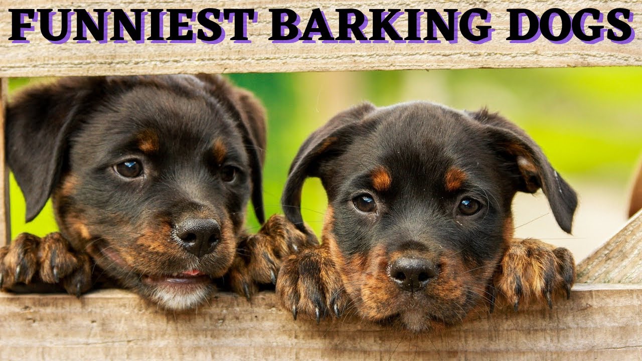 Funny Barking Dogs Compilation,🐶 Dogs Barking & Playing. Hilarious Make ...