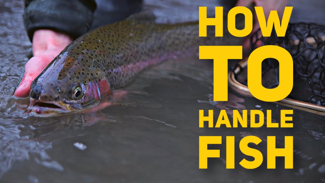 BEST FISH HANDLING Practices for Catch & Release - YouTube