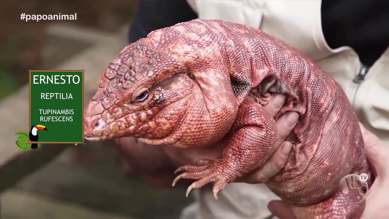 PAPO ANIMAL - PGM ANIMAIS DO SÉRGIO RANGEL BL 1 - YouTube