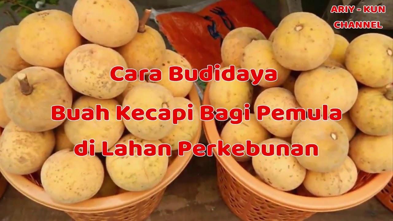 Budidaya Tanaman Buah Kecapi - YouTube