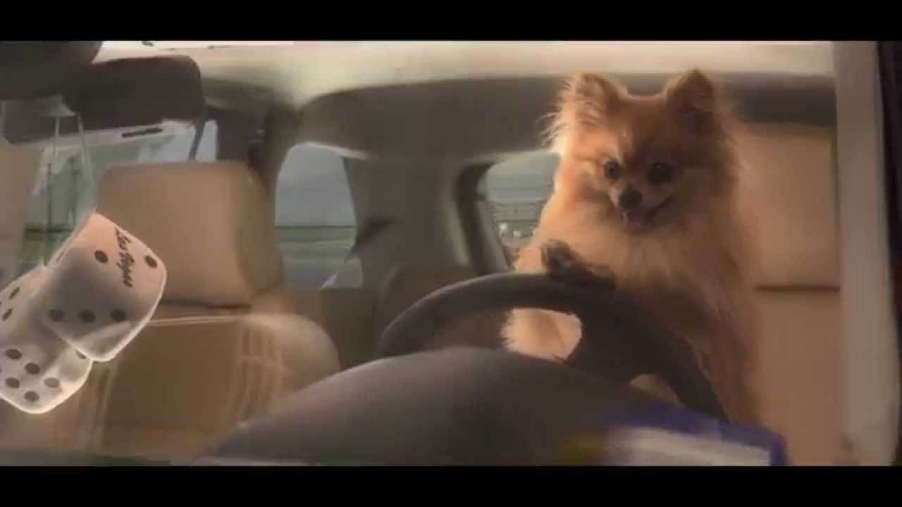 Simba goes for a Ride - The Simba Chronicles (HD) - YouTube