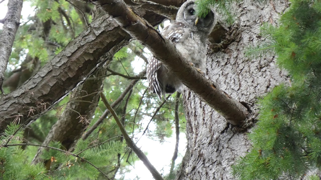 2 really cute juvenile barred owls begging & grooming - YouTube