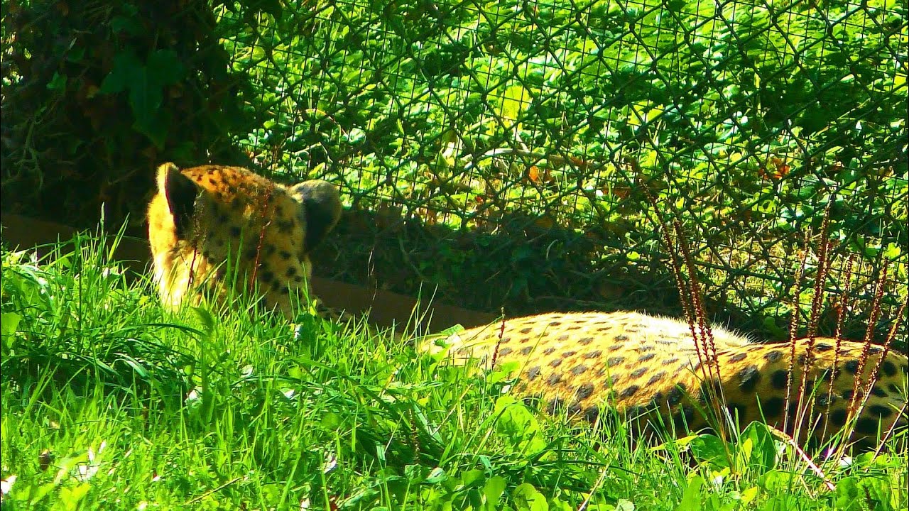 Wildlife V @DailyMusicVideo: Bring Peace To Earth and Save Wilderness ...