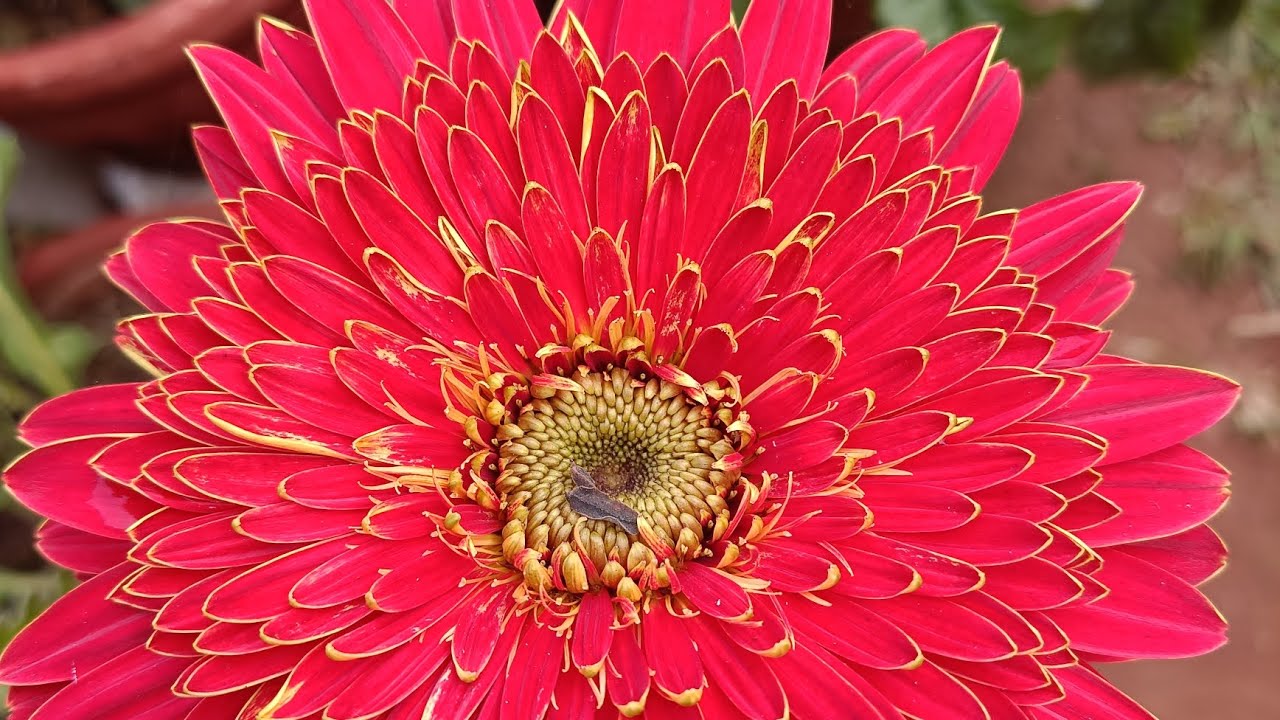 শিখর ছাড়াই জারবেরা গাছ কিভাবে বাচিয়ে রাখবেন?? #jarbera flower # ...