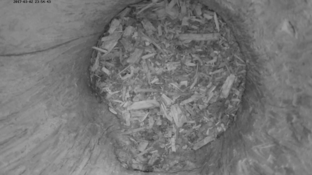 Tawny Owl Estonia 2017 03 02 two singing Owls at the nest box 23:53 ...