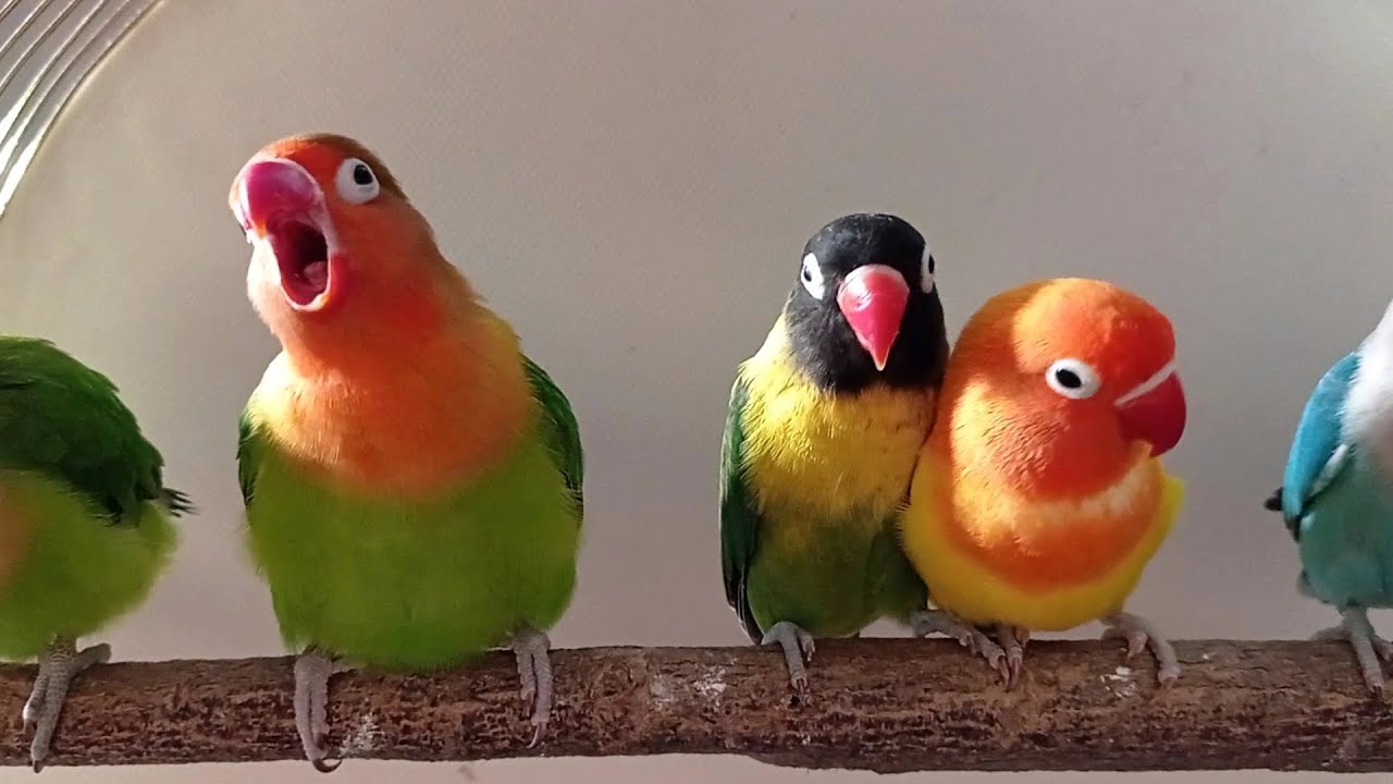 Love birds are flying, playing, singing #parrot #cute #lovebird #birds ...