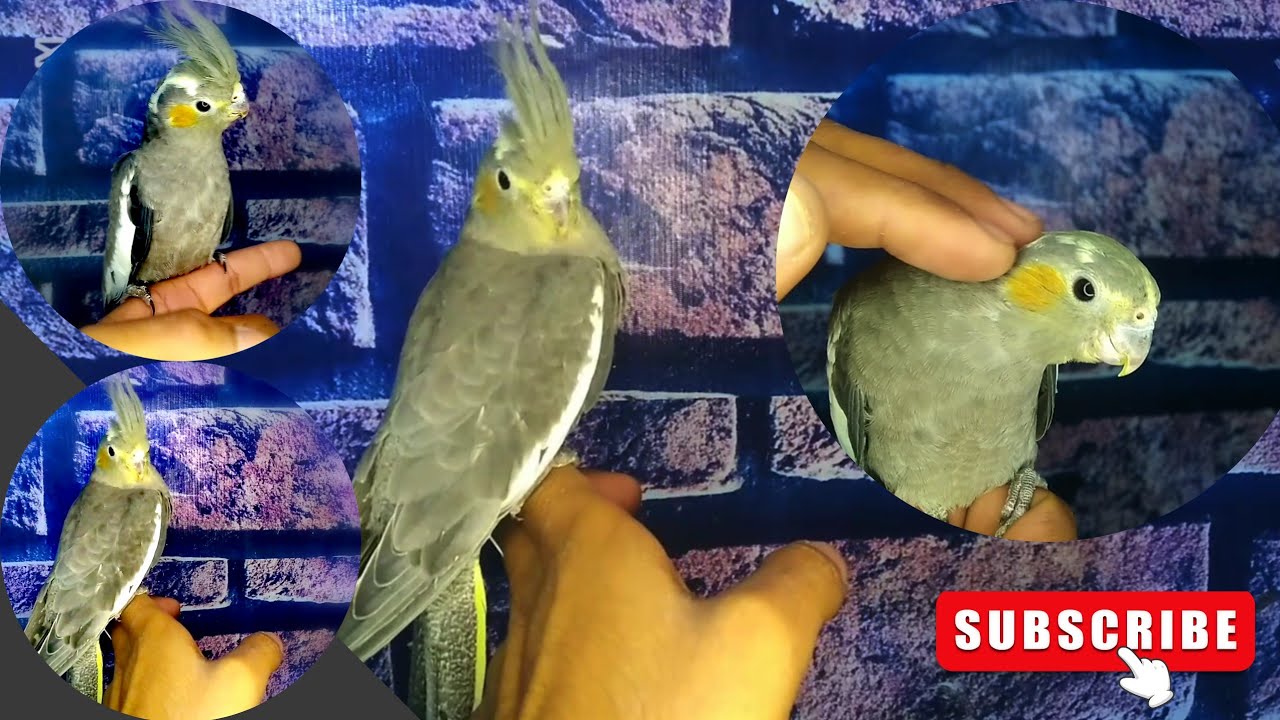 cocktail bird video || cocktail speaking. - YouTube