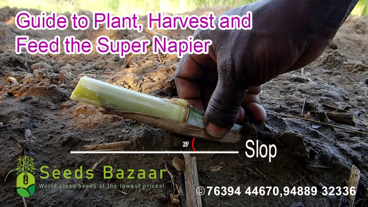 Guide to Plant,Harvest and Feed the Super Napier!How to plant ...