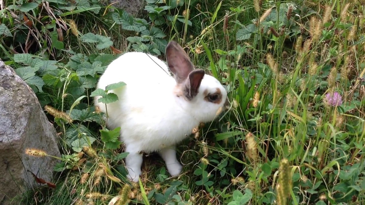 FREE HD STOCK FOOTAGE HD! White rabbit frolicking in a grassy meadow ...