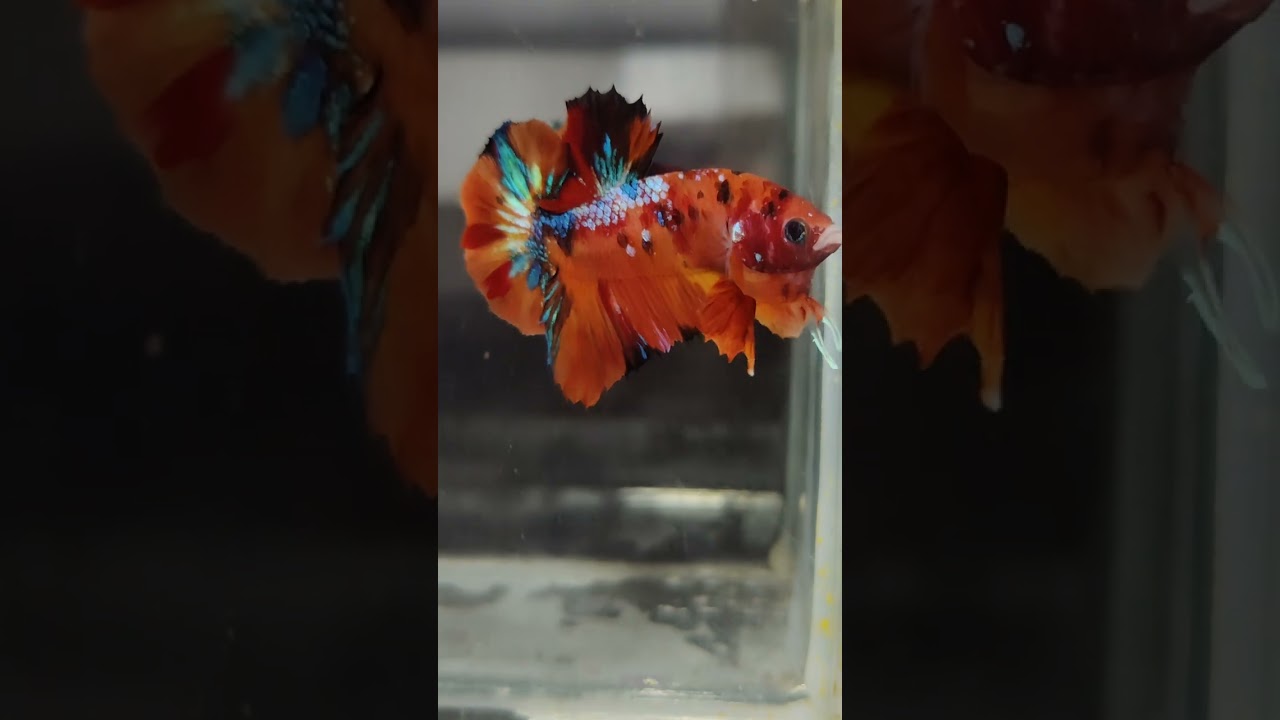 Imported Nemo Galaxy Hmpk | Top Grade Bullet head Bettas available ...