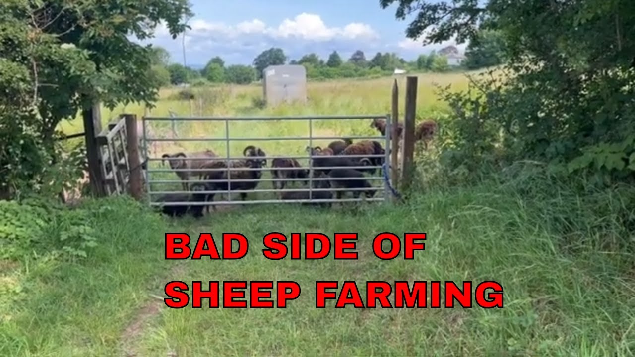 BAD SIDE OF SHEEP FARMING #farming #farmlife #farm - YouTube