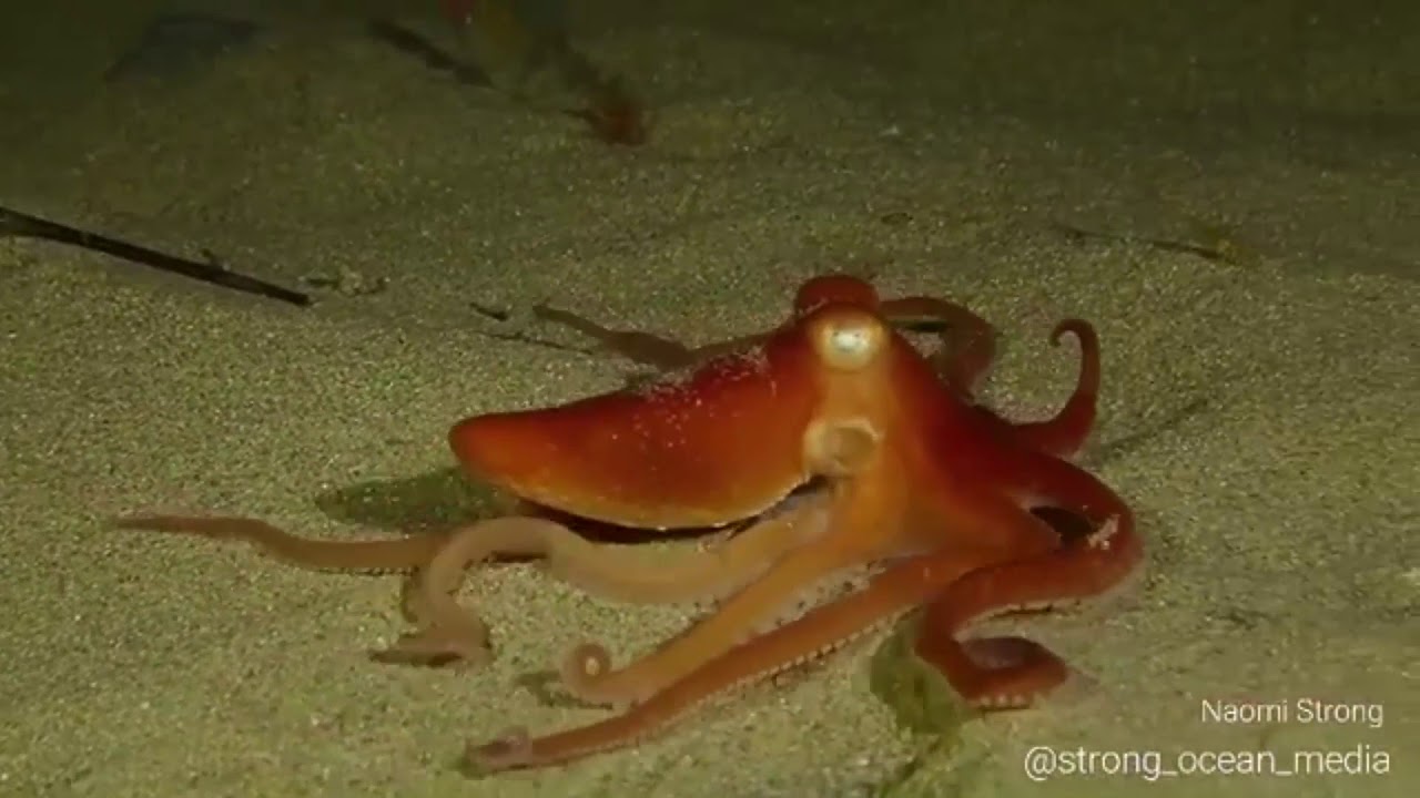 Southern Sand Octopus Burying Itself In The Sand To Hide - YouTube