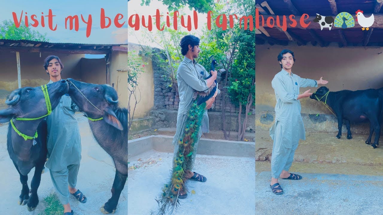 My beautiful farm and birds farm house are explore together🫀 - YouTube