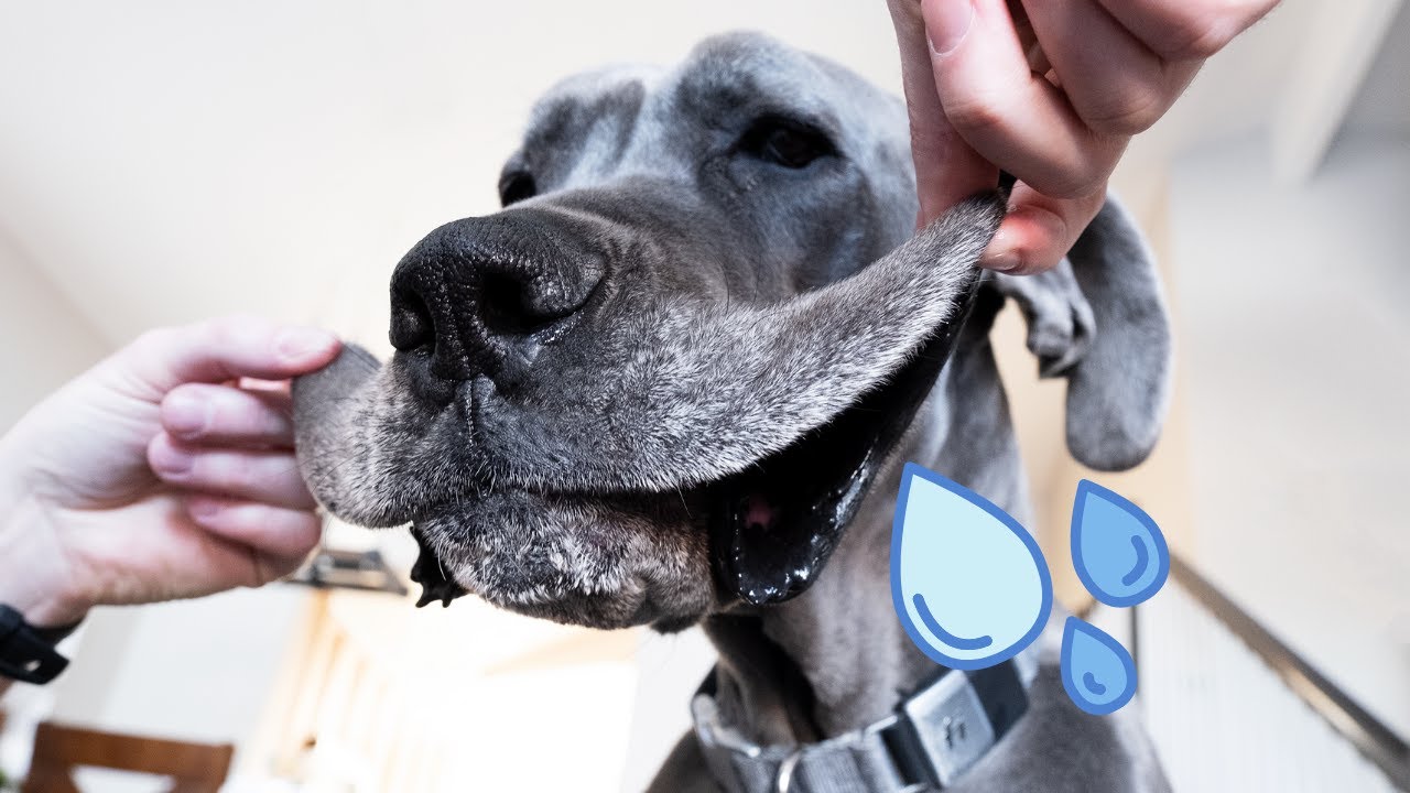 The Drool Is Out Of Control! - YouTube