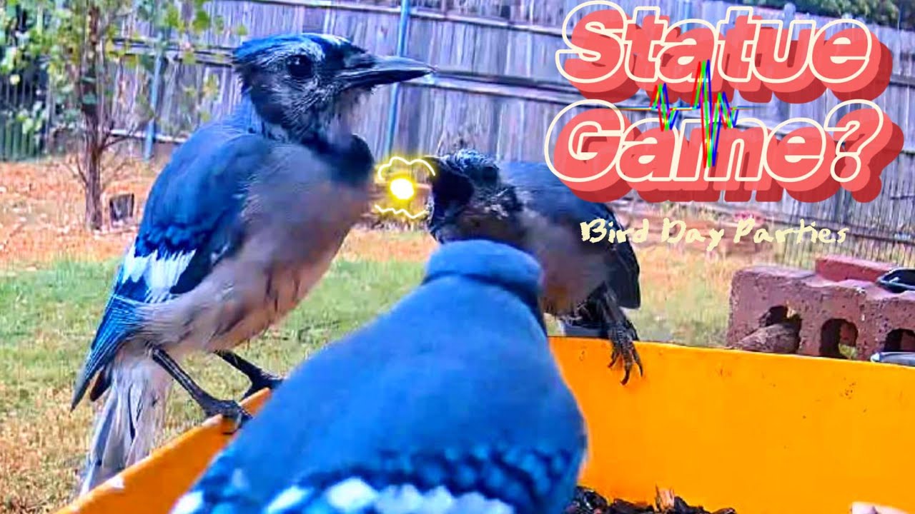 Blue Jay Birds Poking the Blue Jay Bear to Start a Fight? - YouTube