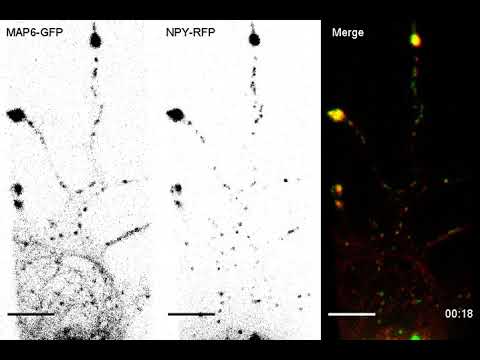 MAP6 and NPY-Positive Secretory Vesicles Dynamics in Neurons