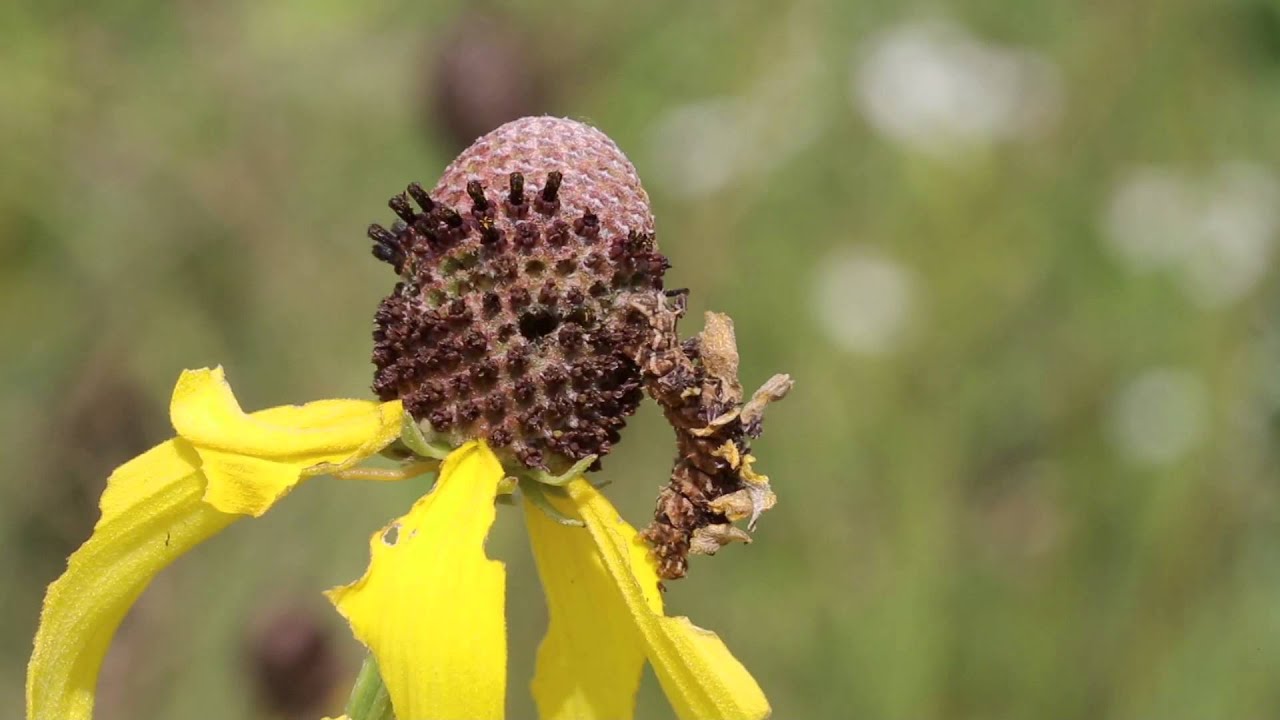 Camouflaged Looper- Bluff Spring Fen - YouTube