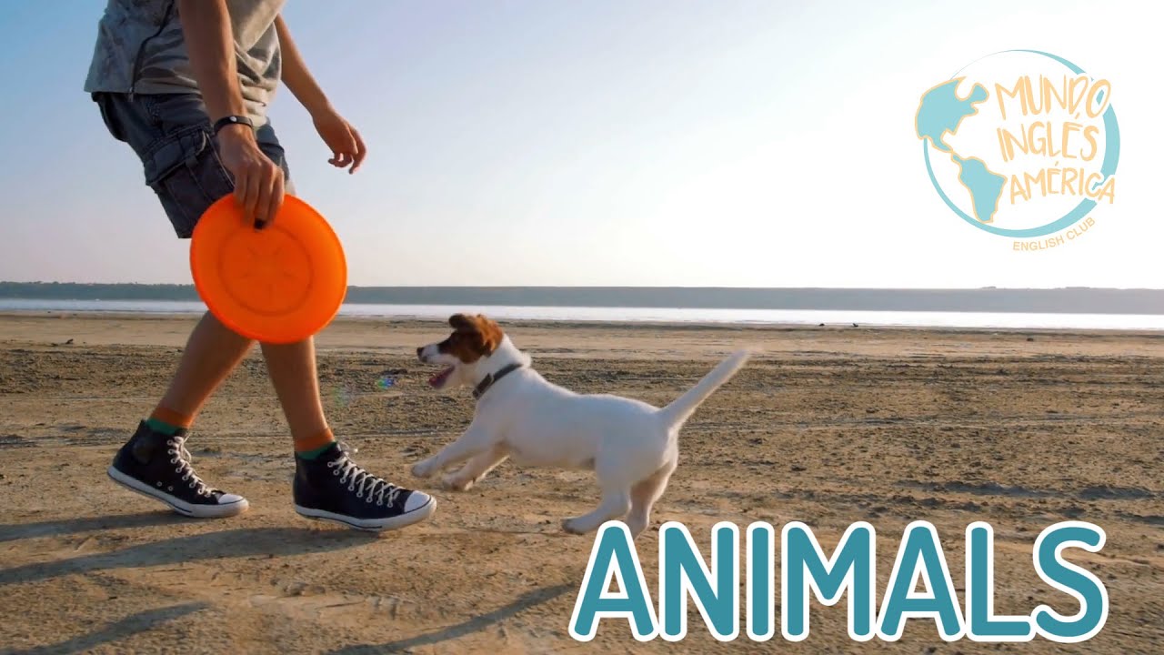 Animals Part 1 - YouTube