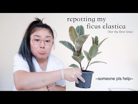 How To Get Rid Of Spider Mites On Rubber Plant