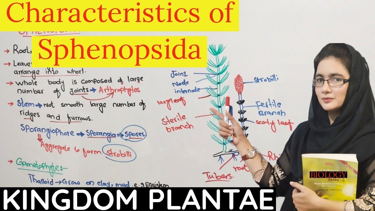 SPHENOPSIDA | Seedless vascular plant | Tracheophytes| urdu+ hindi ...
