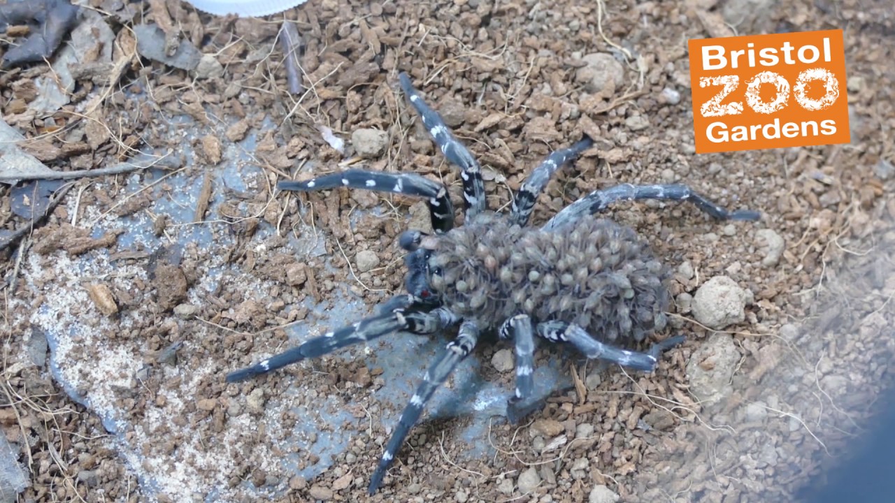 Bristol Zoo has successfully bred endangered Wolf Spiders - YouTube