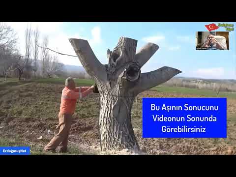 Asure ve  Kimsesiz Cocuk ile beraber Ceviz Agacina Asi Nasil Yapilir?