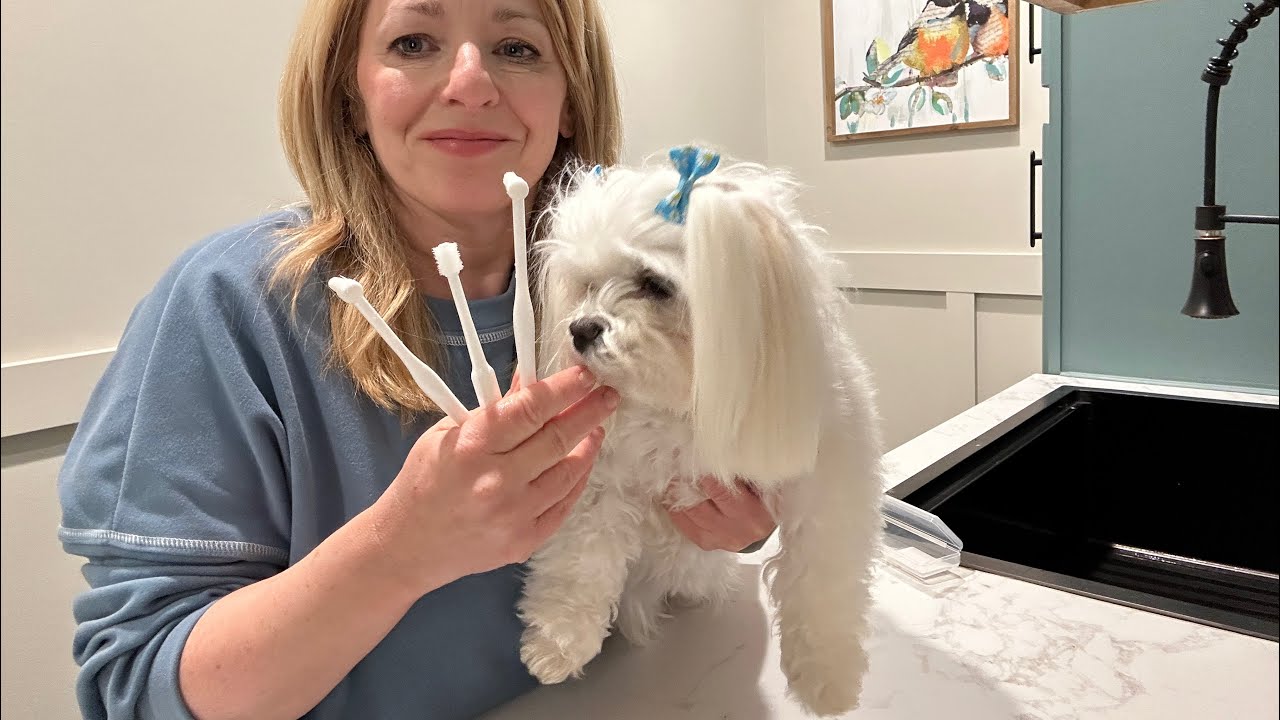 Best Toothbrush for Small Dogs & Cats? MISSELF Pet Dental Kit Review # ...